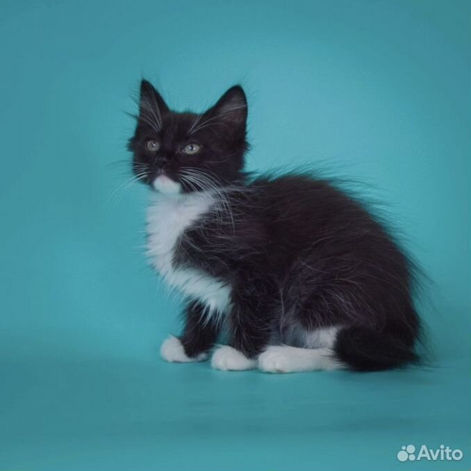 Котодевочка, 2,5 мем в добрые руки