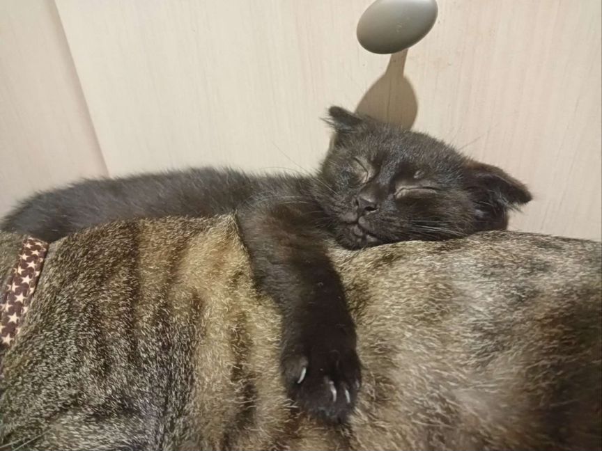 Вислоухий котенок девочка Каштанка