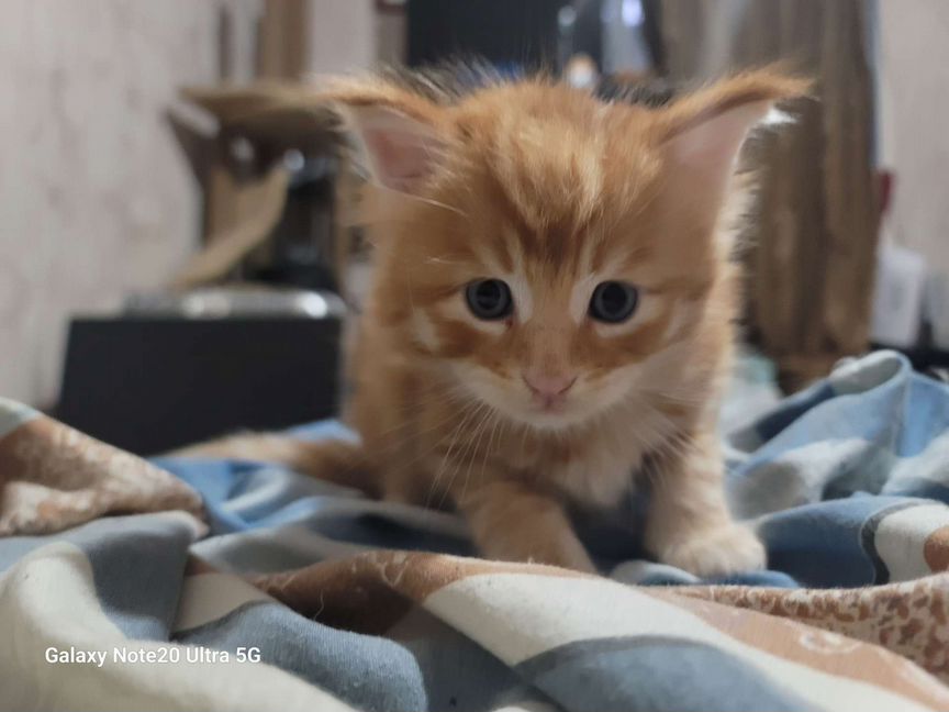 Кошка котёнок мейн-кун