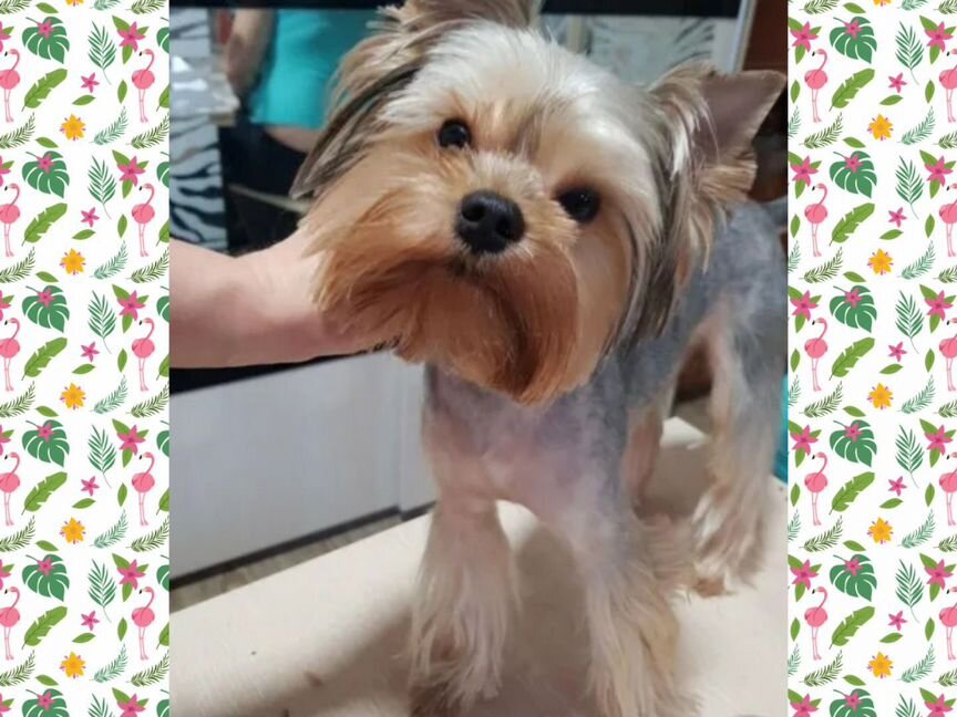 Йоркширский терьер мини