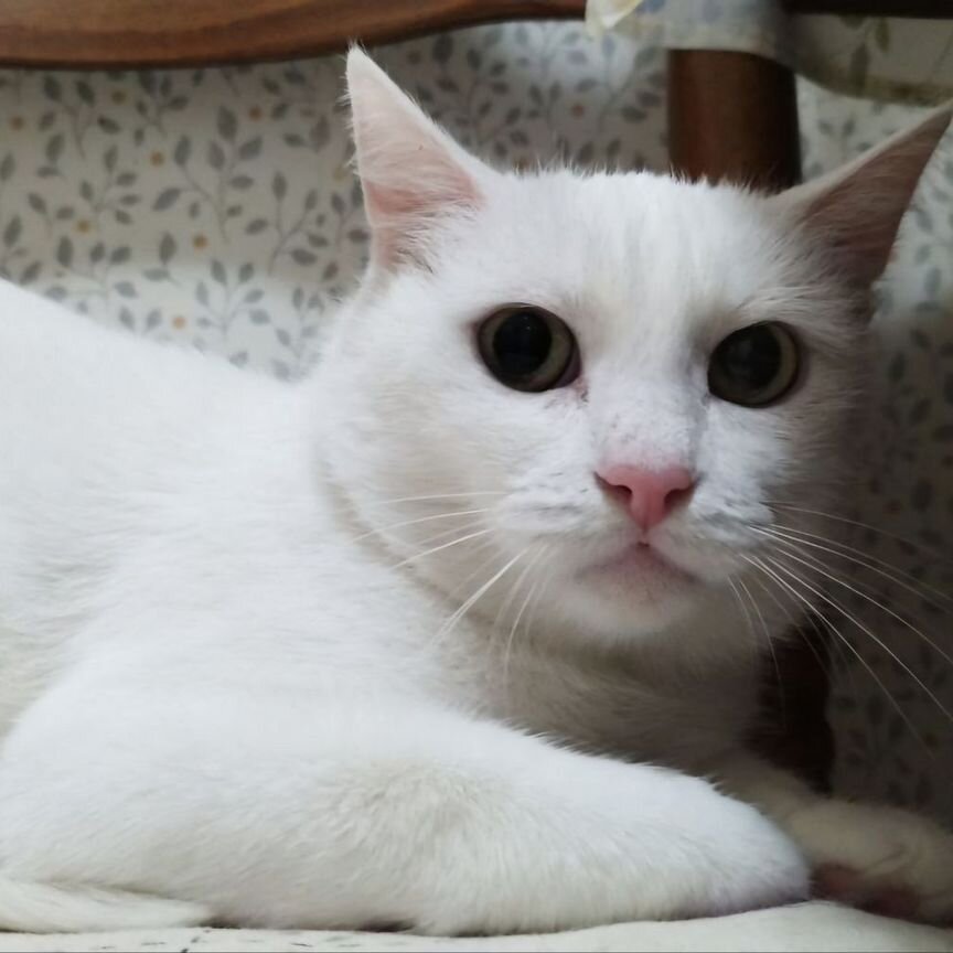 Белая кошечка в добрые руки