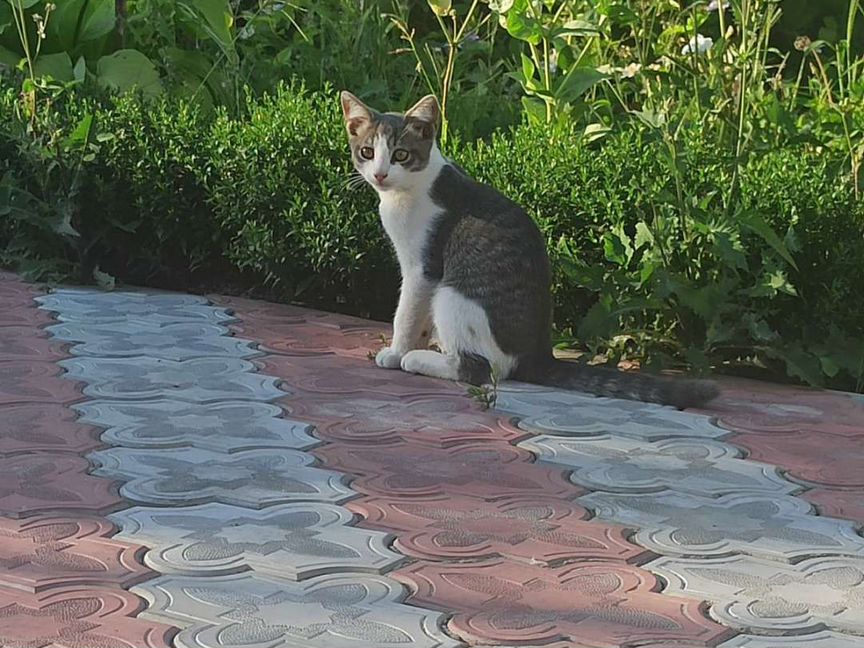Отдам котят в добрые ручки