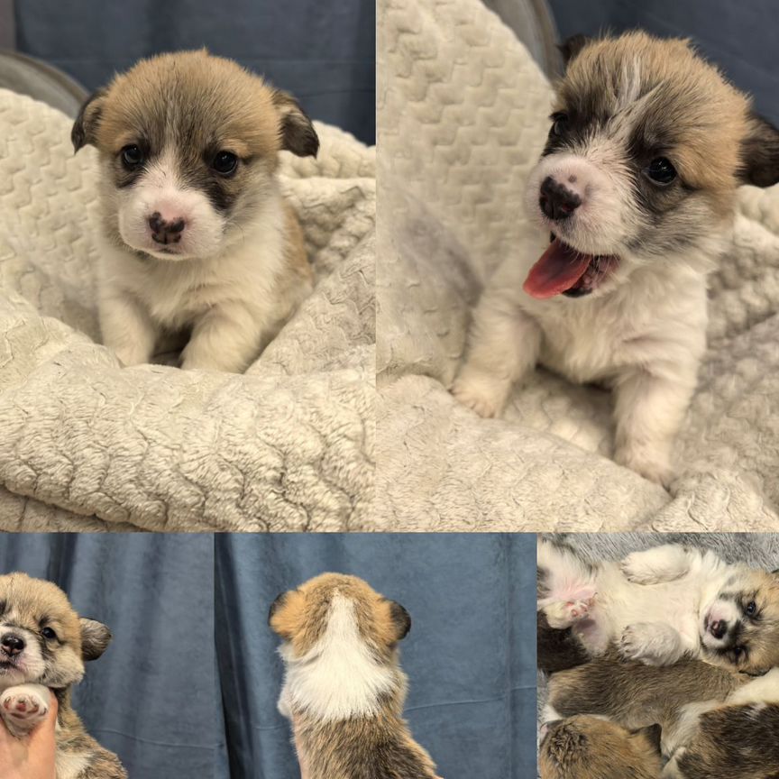 Вельш Корги Пемброк, щенок