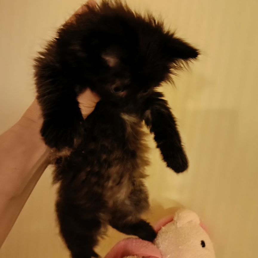 Котёнок Тучка, мальчик ищет дом