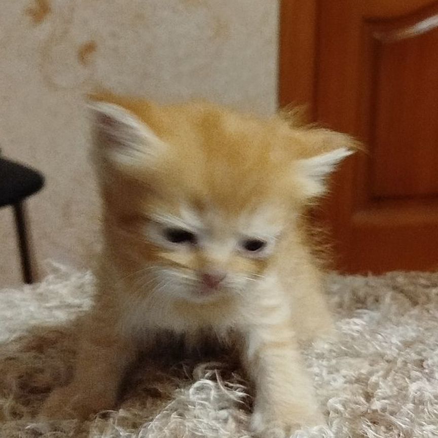 Отдам в добрые руки котята серый котик и три кошеч