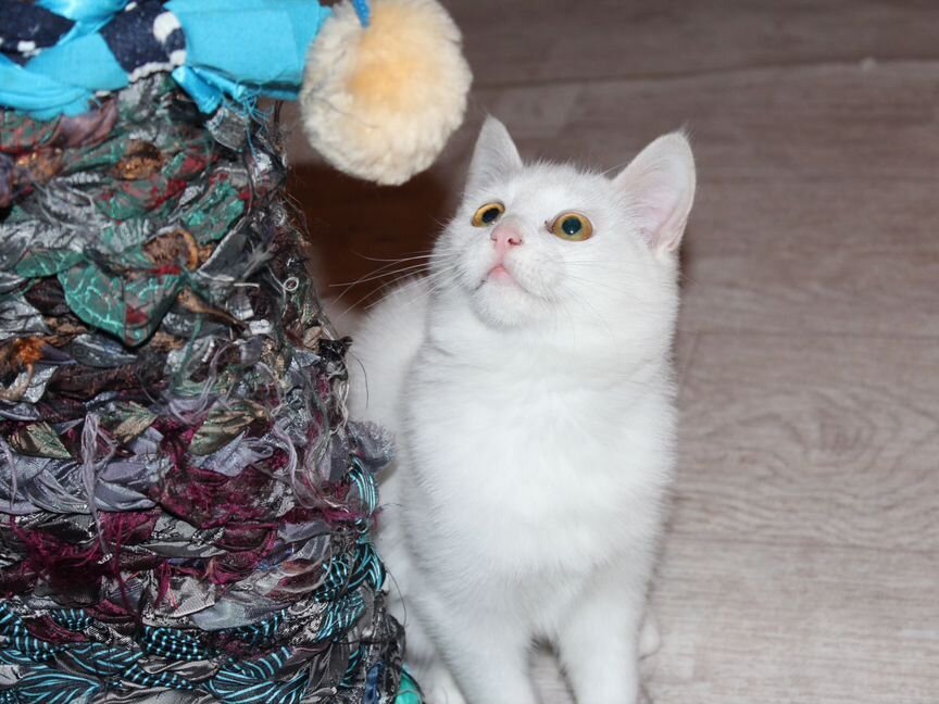 Белый котенок в добрые руки