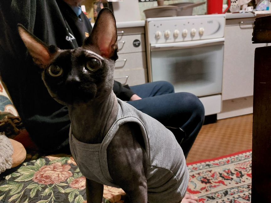 Майка для сфинкса кота