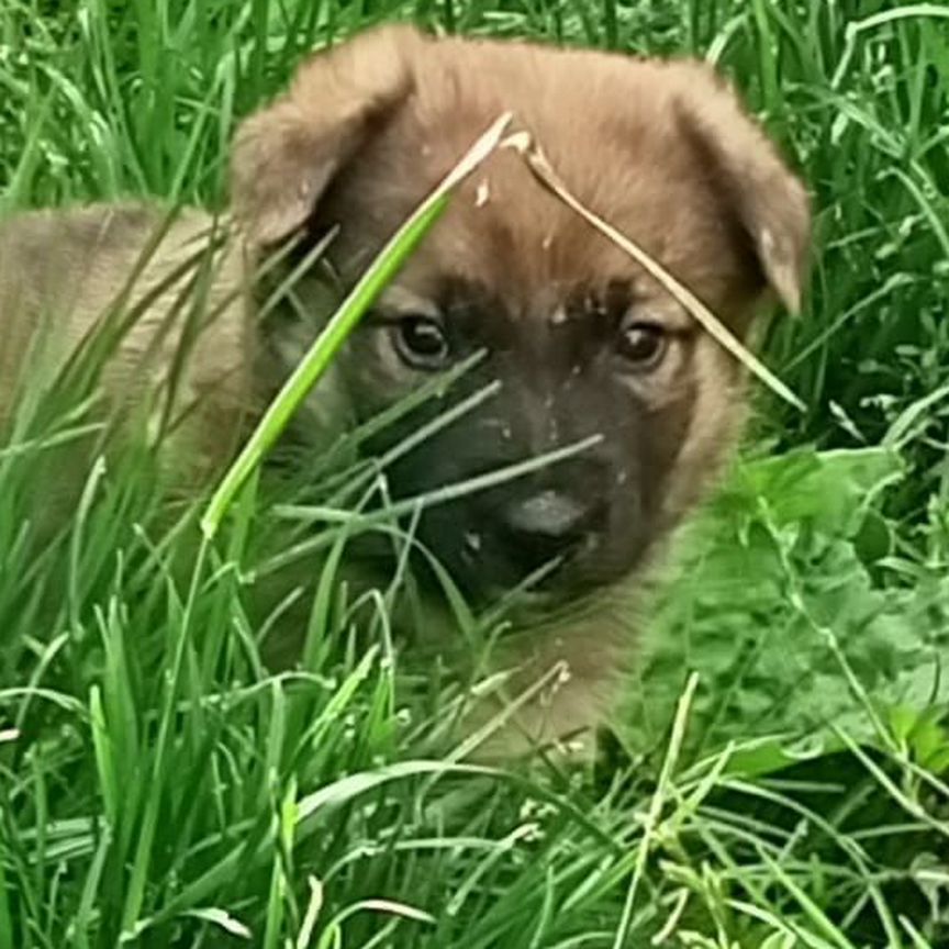 Щенки