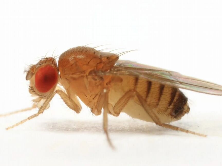 Муха дрозофила