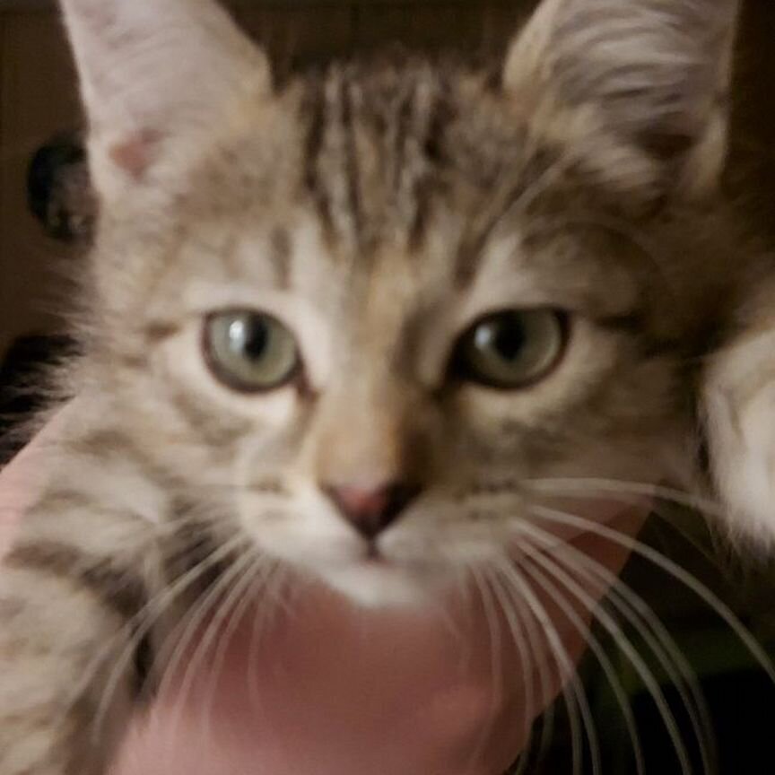 Отдам в добрые руки