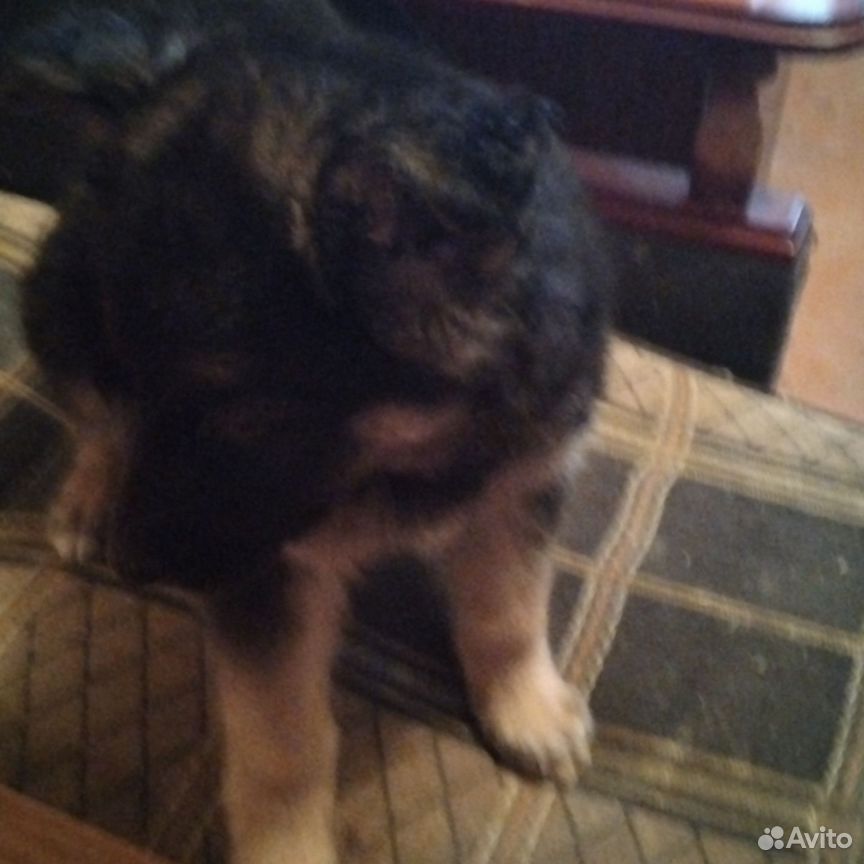 Немецкая овчарка мальчик 8 недель