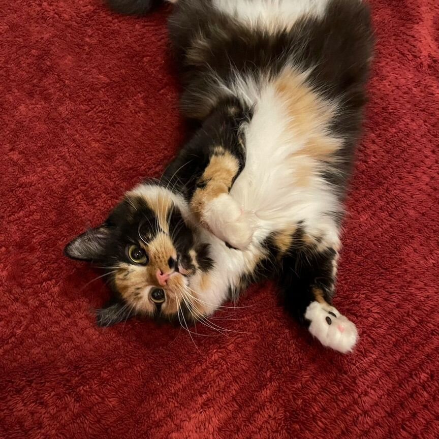 Кошка в добрые руки