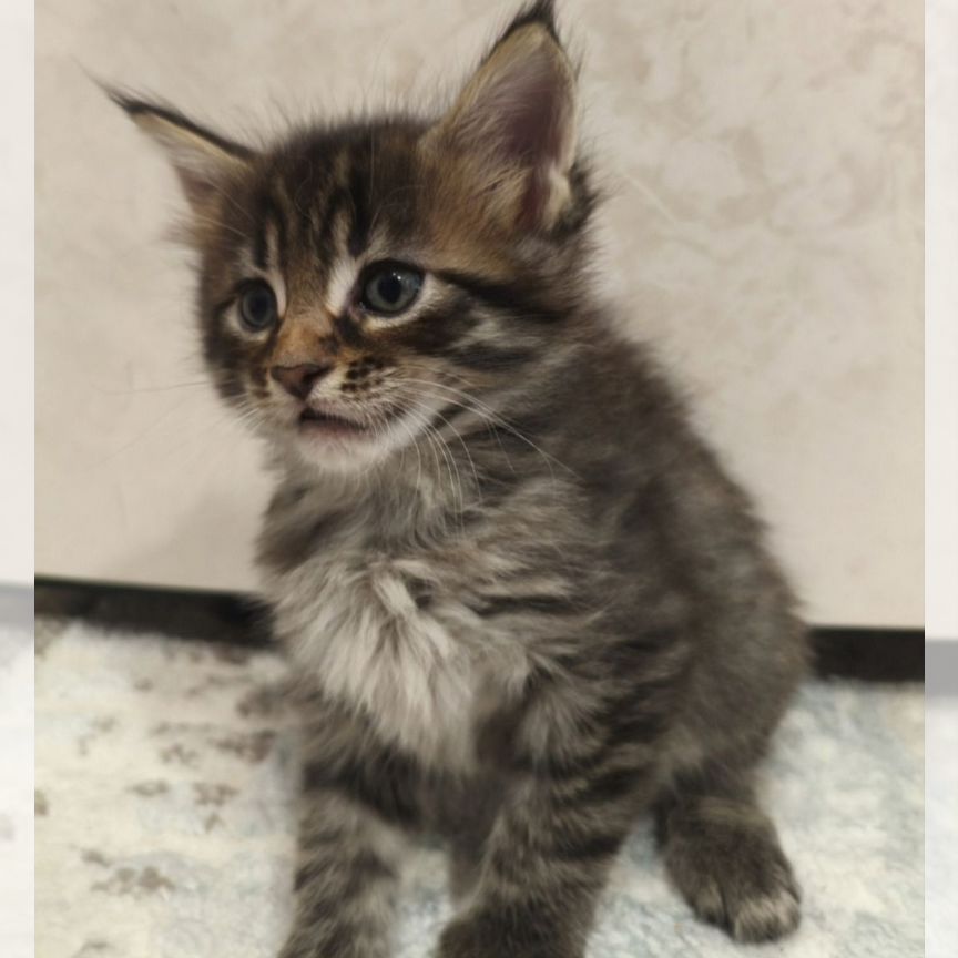 Мейн-кун котёнок