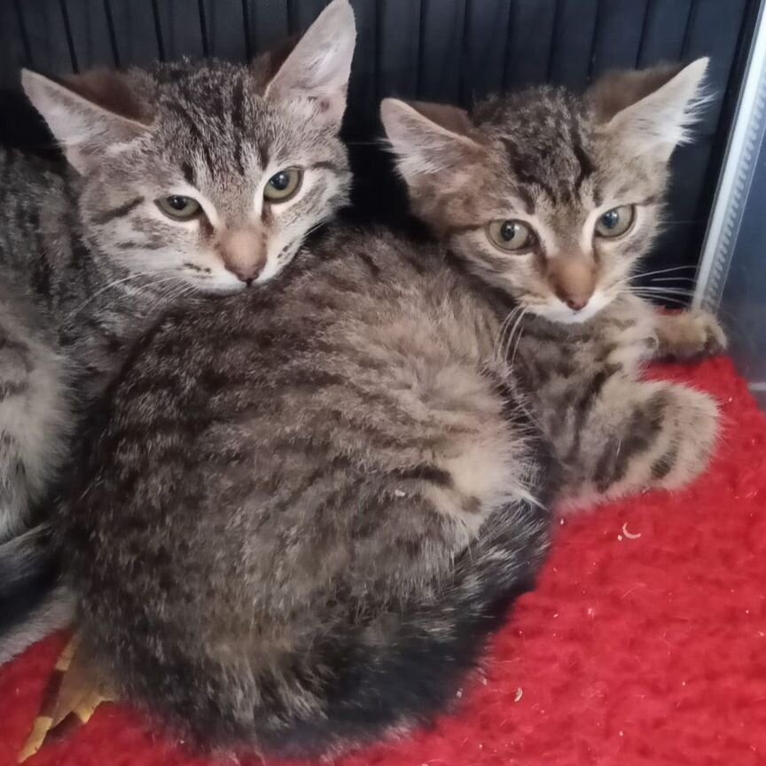 Котята тигрята