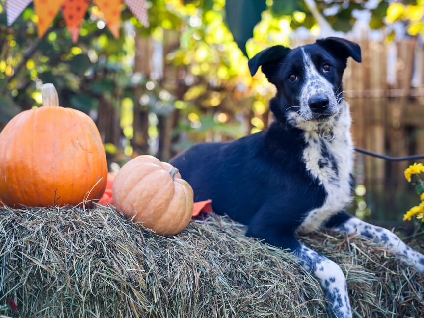 Кевин ищет дом
