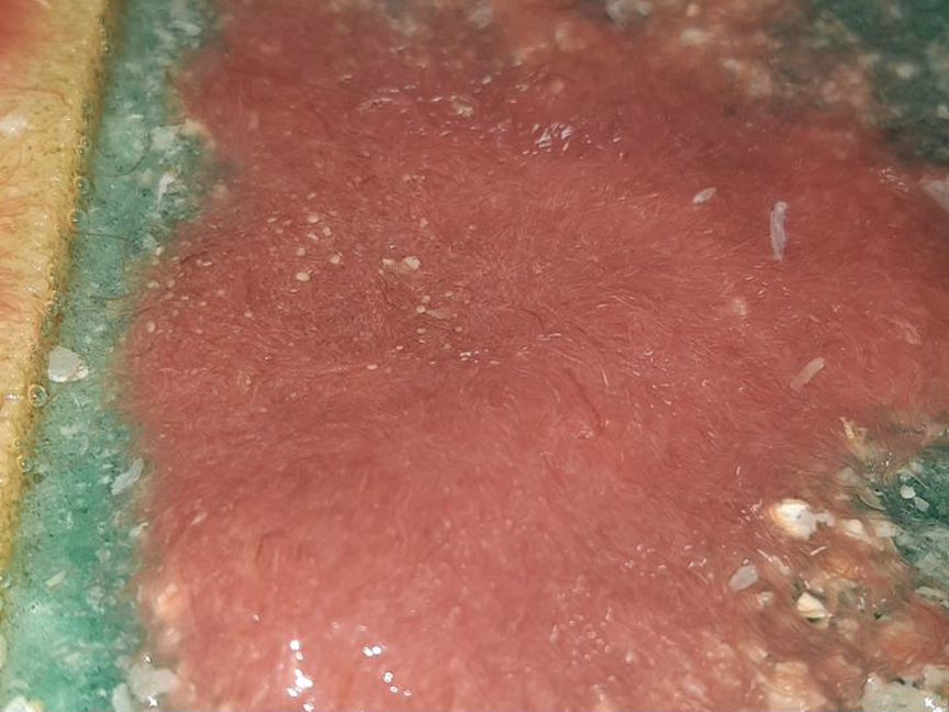 Аулофорус (водяная змейка) живой корм