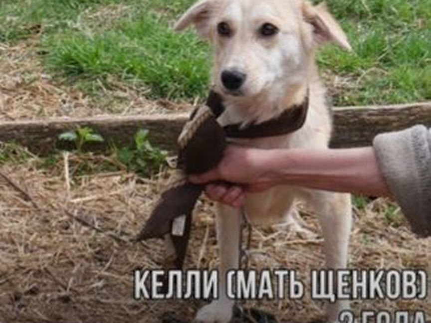 Собачка в добрые руки