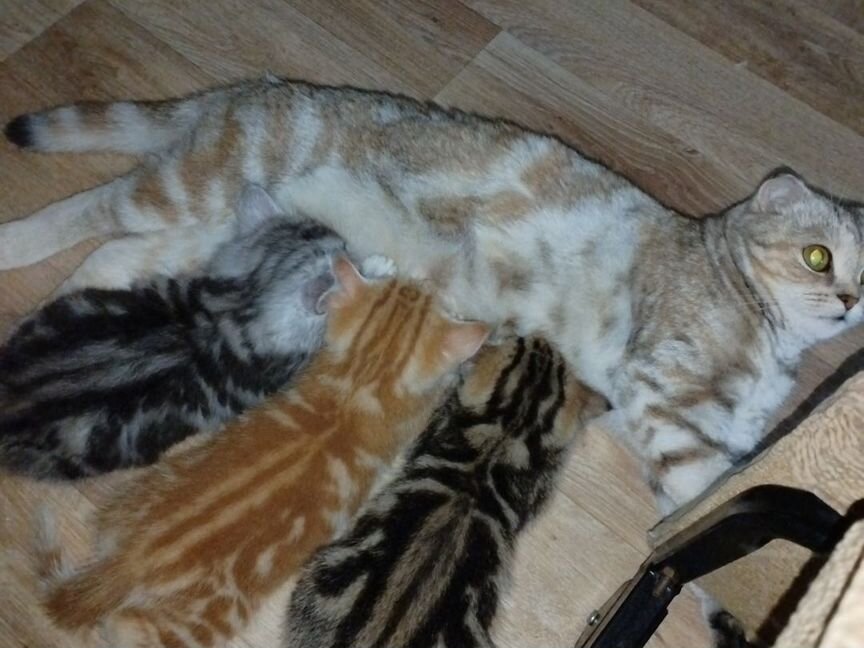 Шотландские прямоухие котята