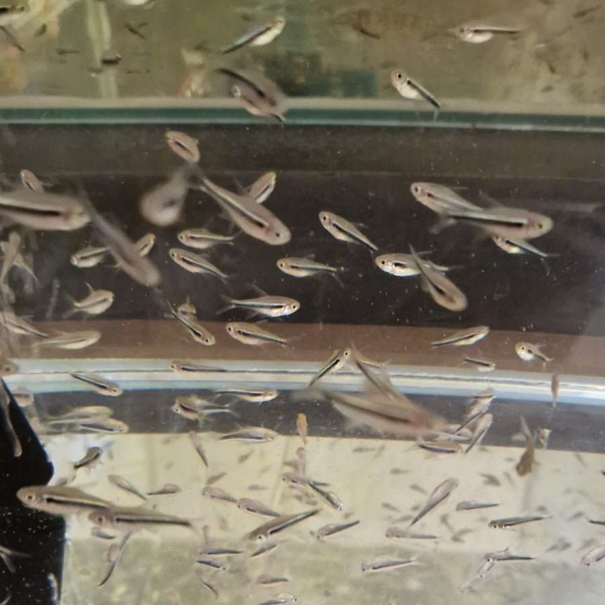 Черный Неон