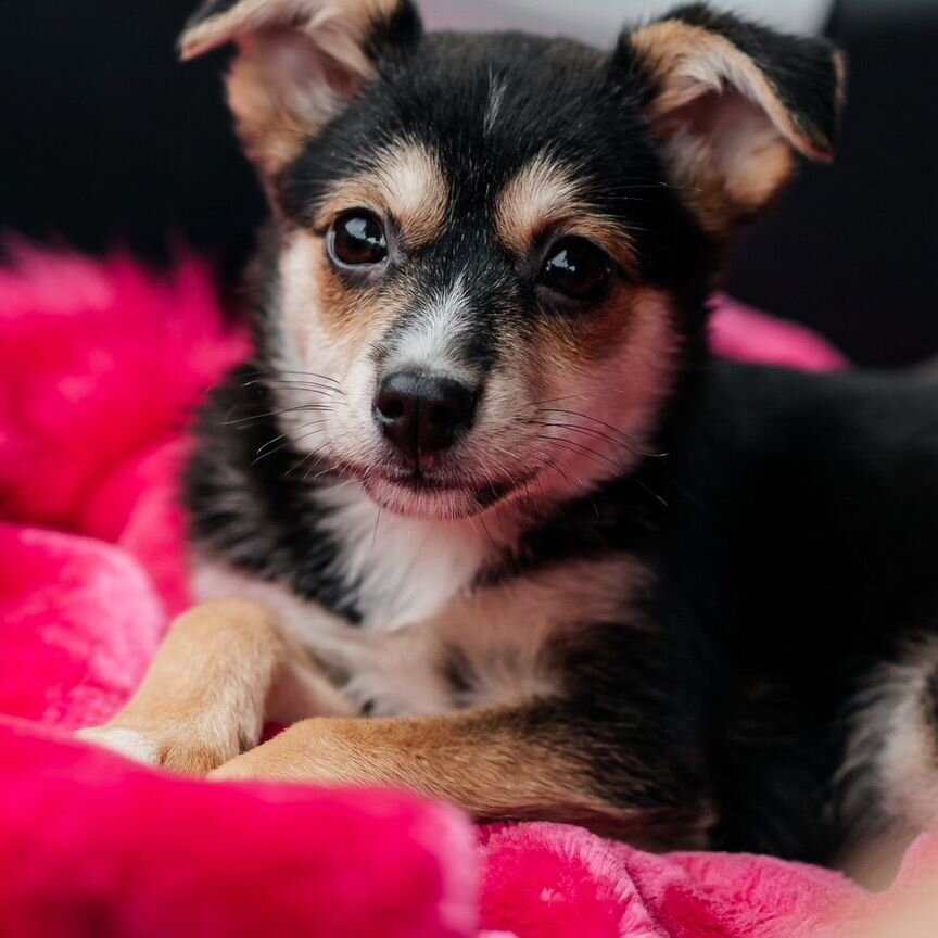 Собака в добрые руки