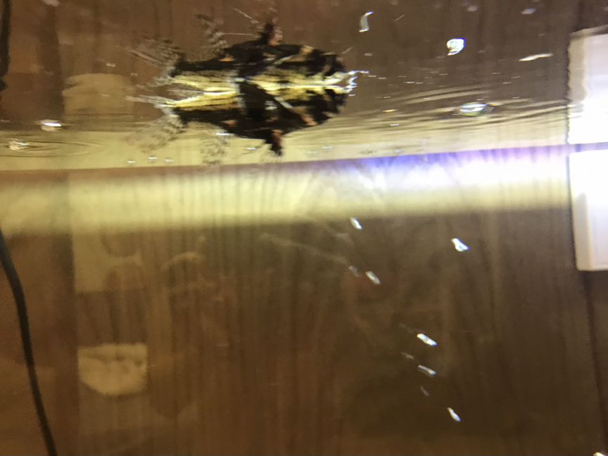 Рыба бабочка