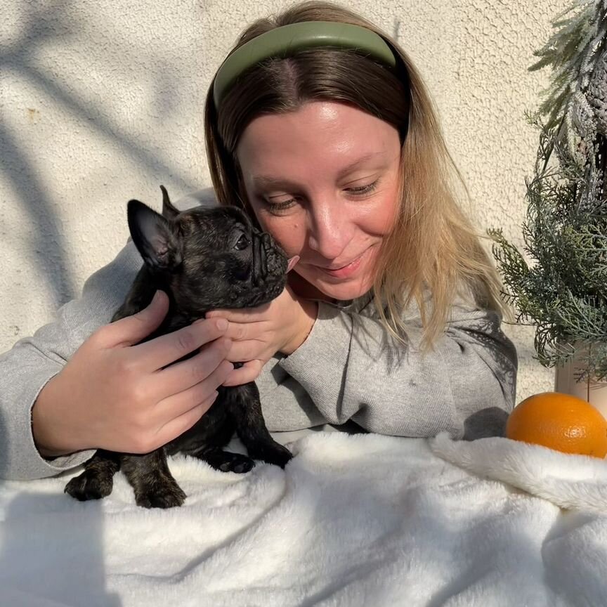 Французский бульдог щенки