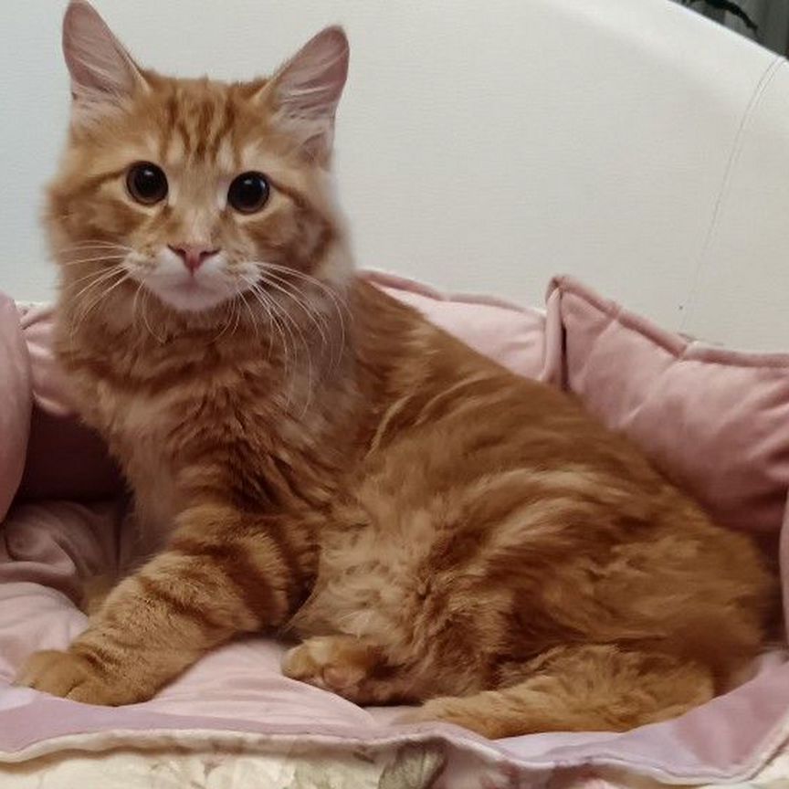 Котёнок, курильский бобтейл, мальчик