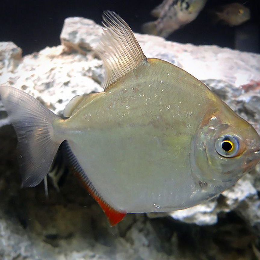 Аквариумные рыбки метинисы