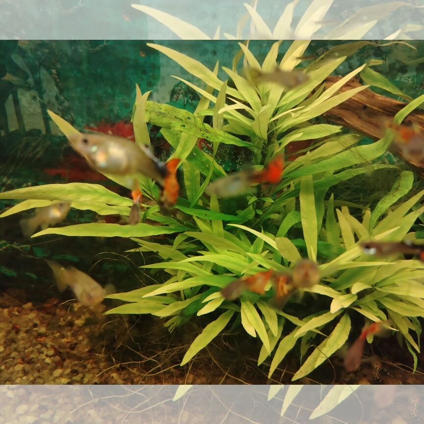 Аквариумные рыбки гуппи