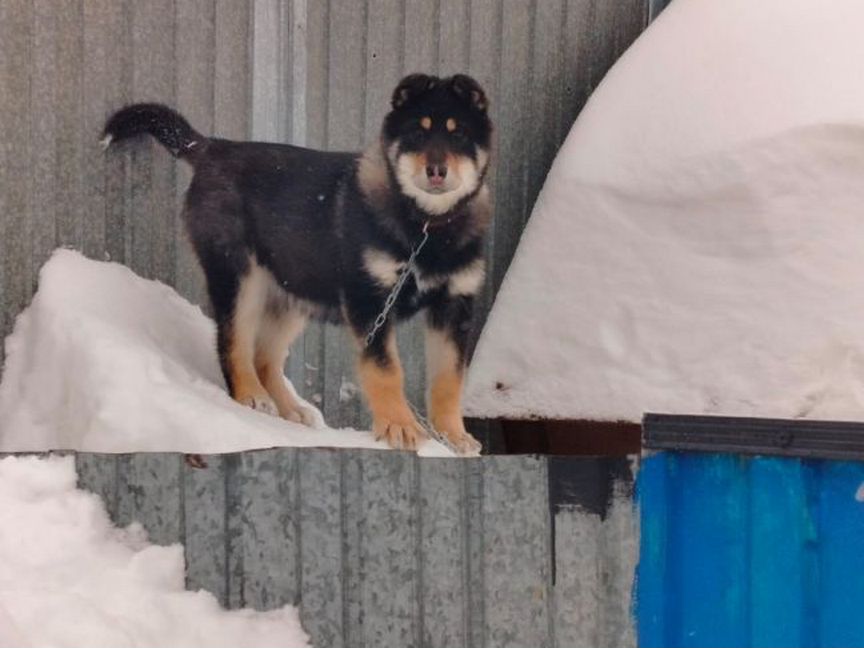 Собака дворняжка