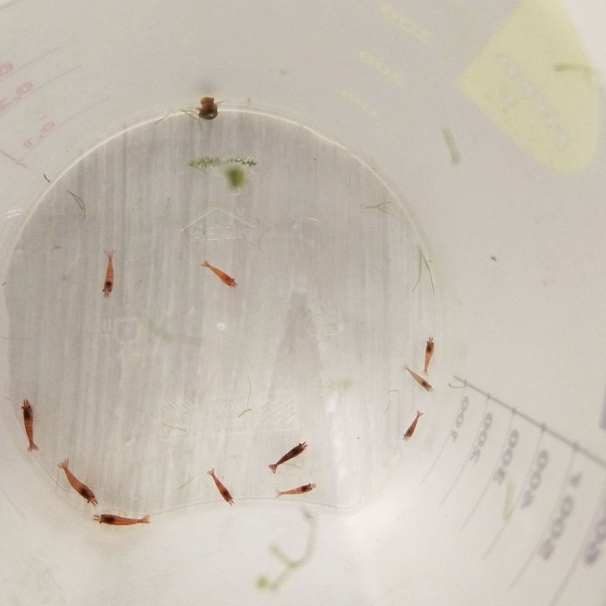 Аквариумные креветки