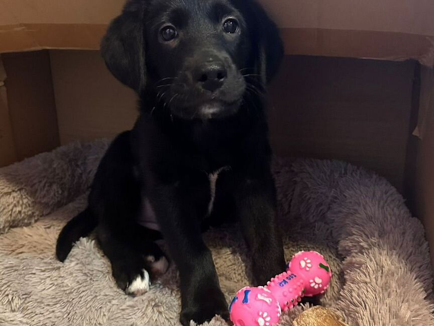 Щенок в добрые руки бесплатно