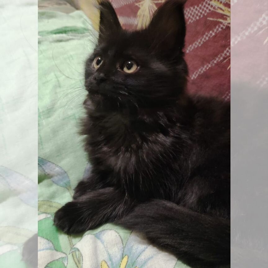 Мейн-кун котёнок