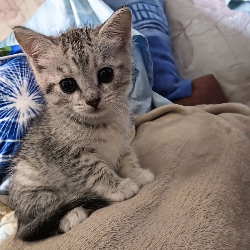 Котёнок в добрые руки