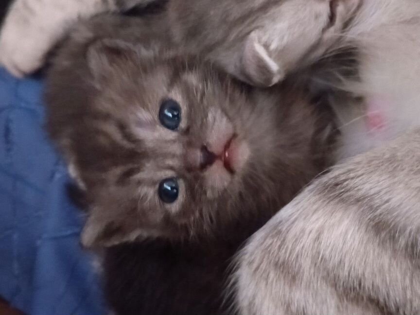 Котенок