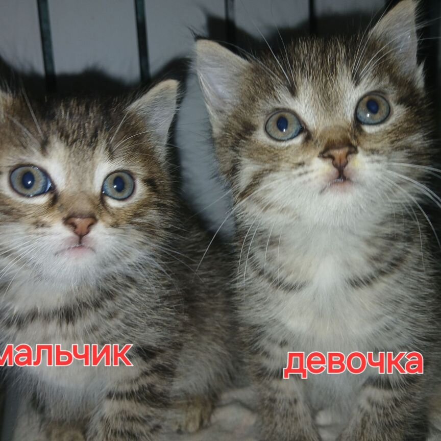 Котята бесплатно