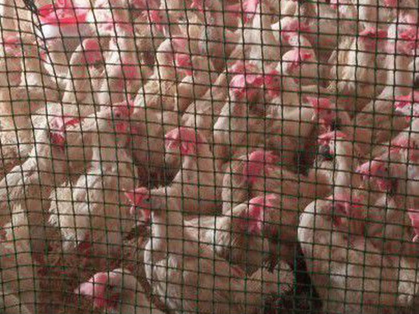 Куры несушки