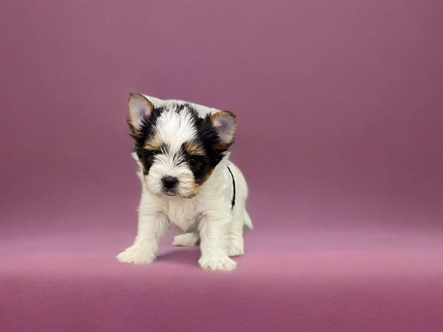 Бивер йорк малышка