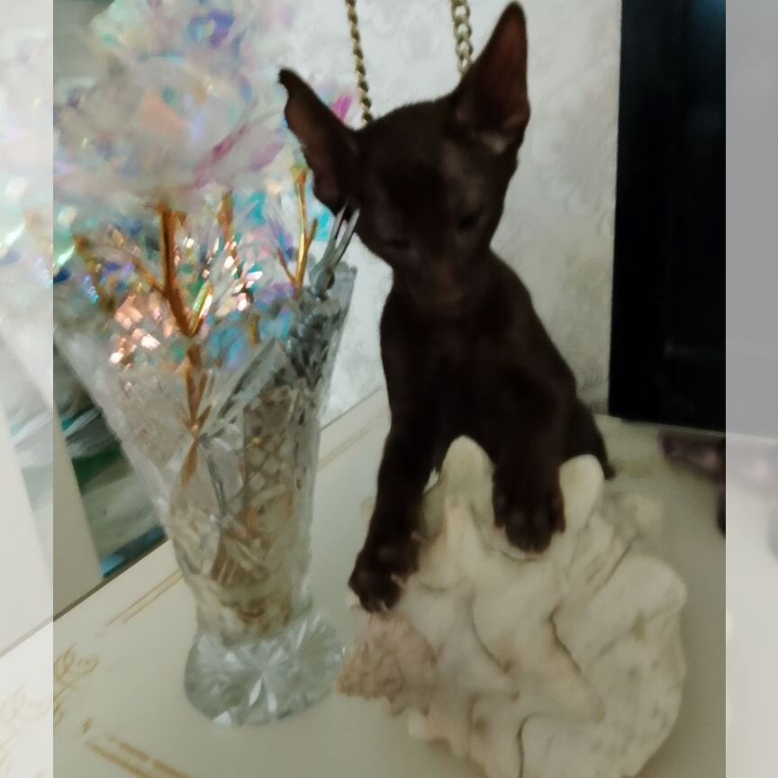 Ориентальный котёнок