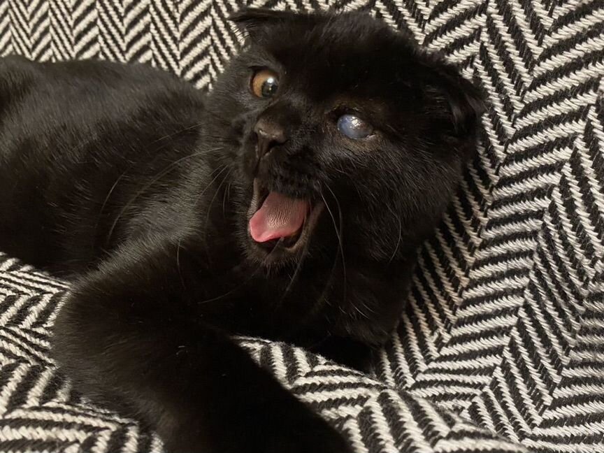 Необычный котенок в добрые руки