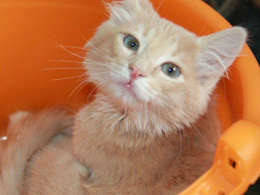 Котята, много разных окрасов, в добрые руки