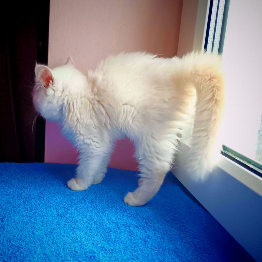 Плюшечка разноглазая ценителям эксклюзива