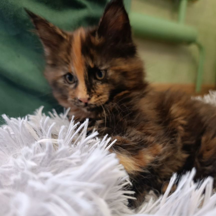 Мейн-кун котёнок