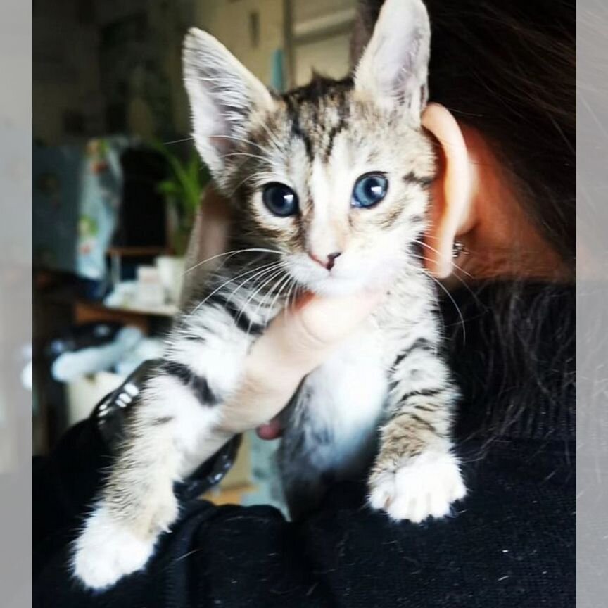 Котенок девочка в добрые руки