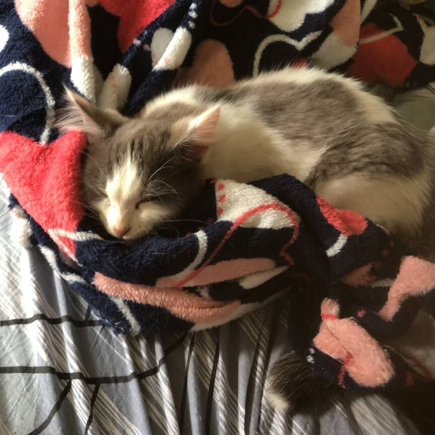 Котёнок в пледе