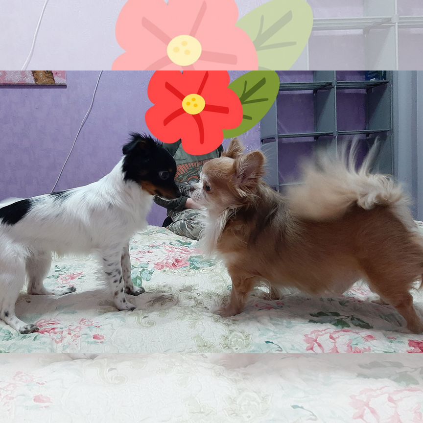 Чихуахуа, щенок