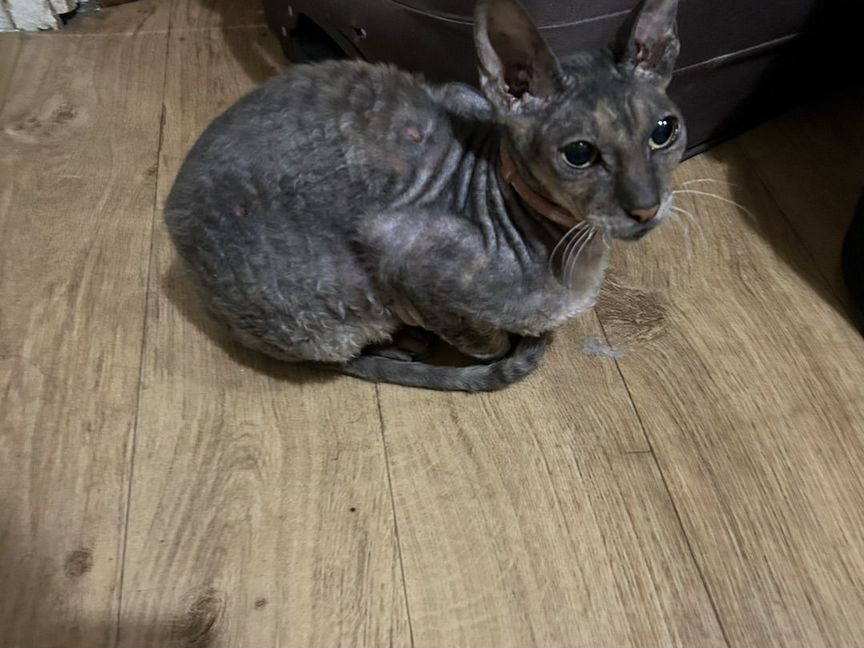 Корниш-рекс