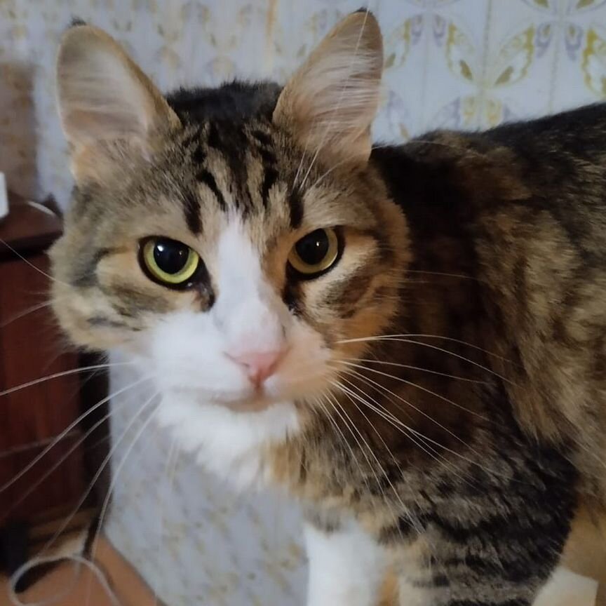 Котики, очень воспитанные