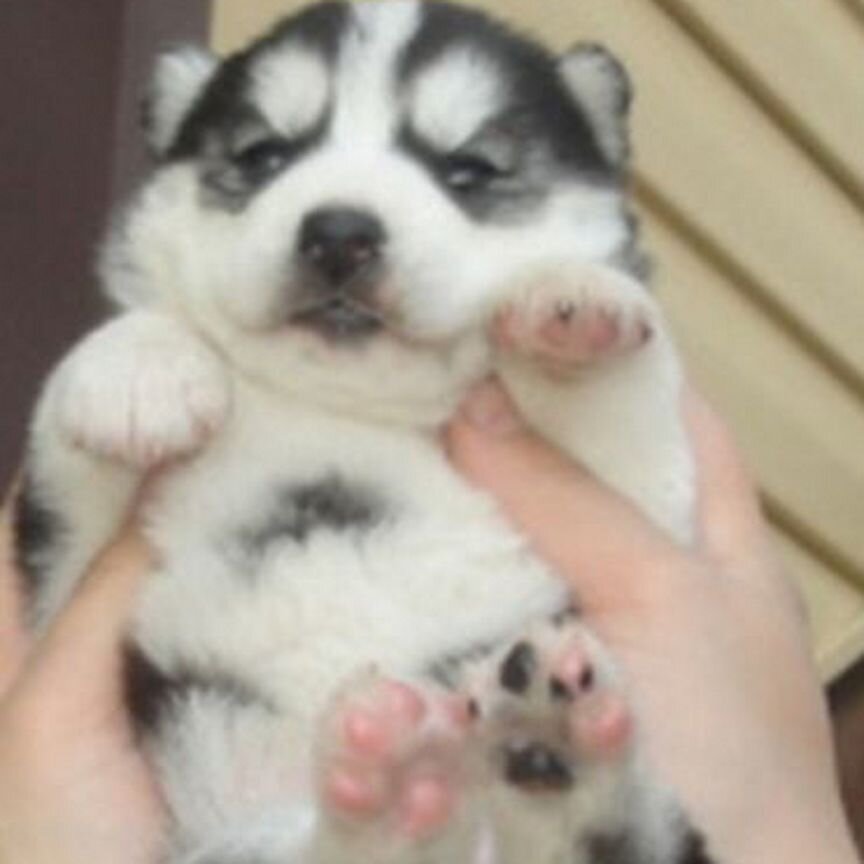 Прекрасные хасечки