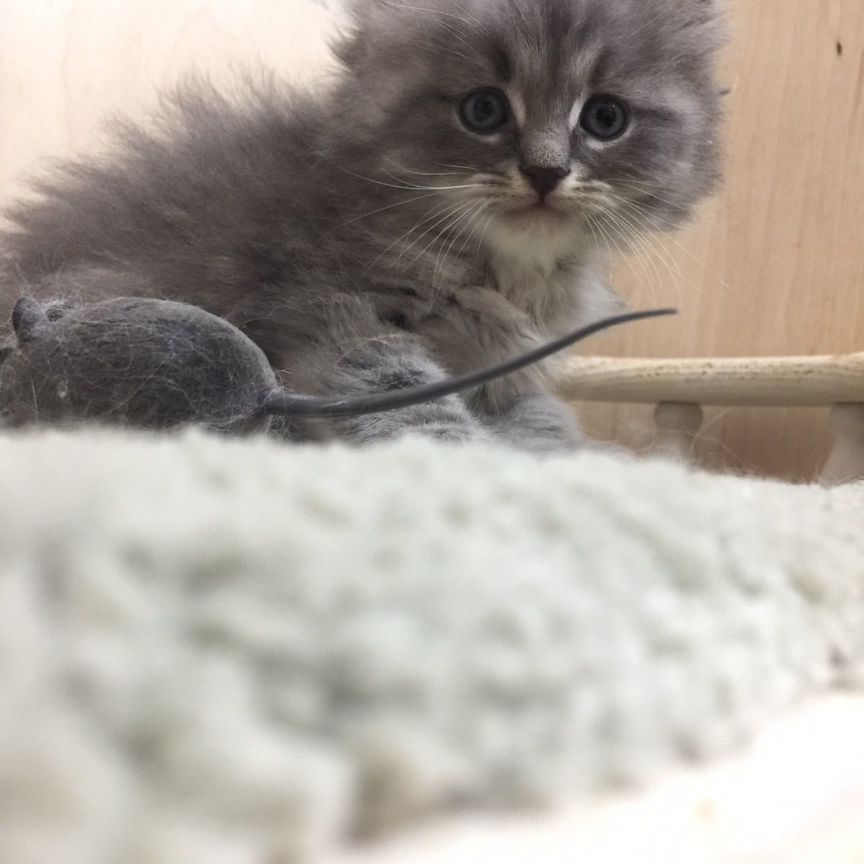 Сибирские котята